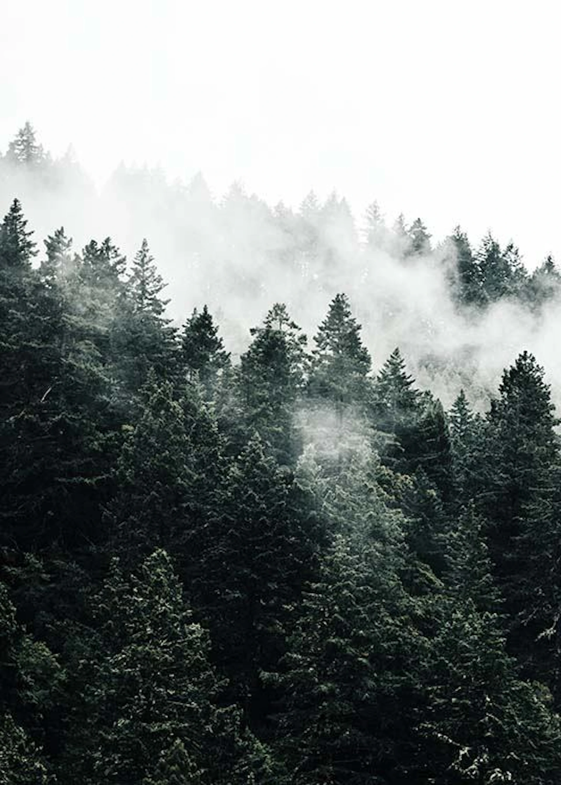 Forest posters