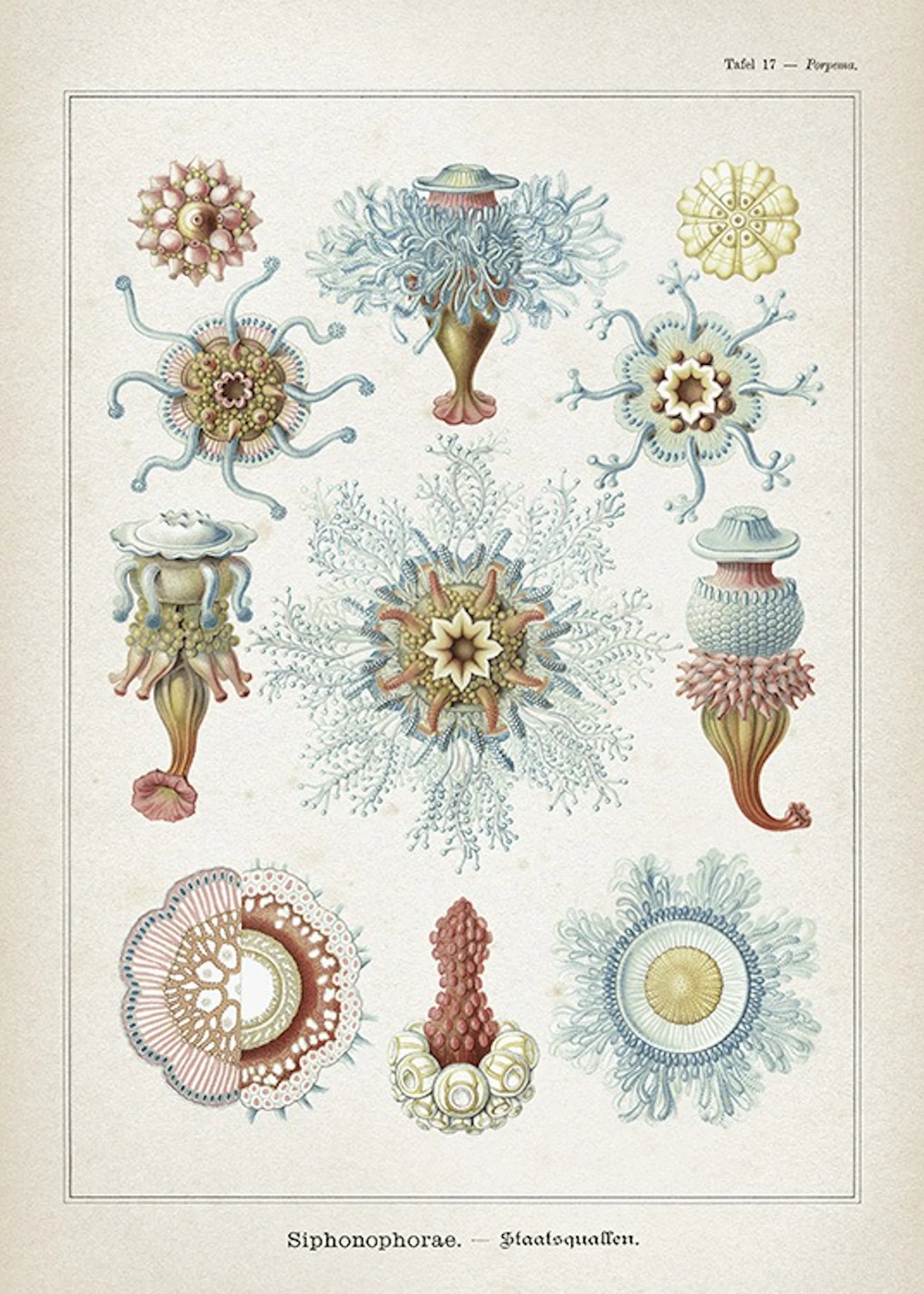 Vintage Print Collection No1 Poster