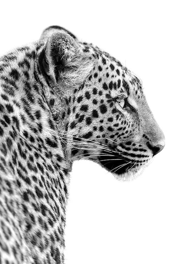 Leopard Profile Poster - Svartvitt djurprint med foto av leopard ...