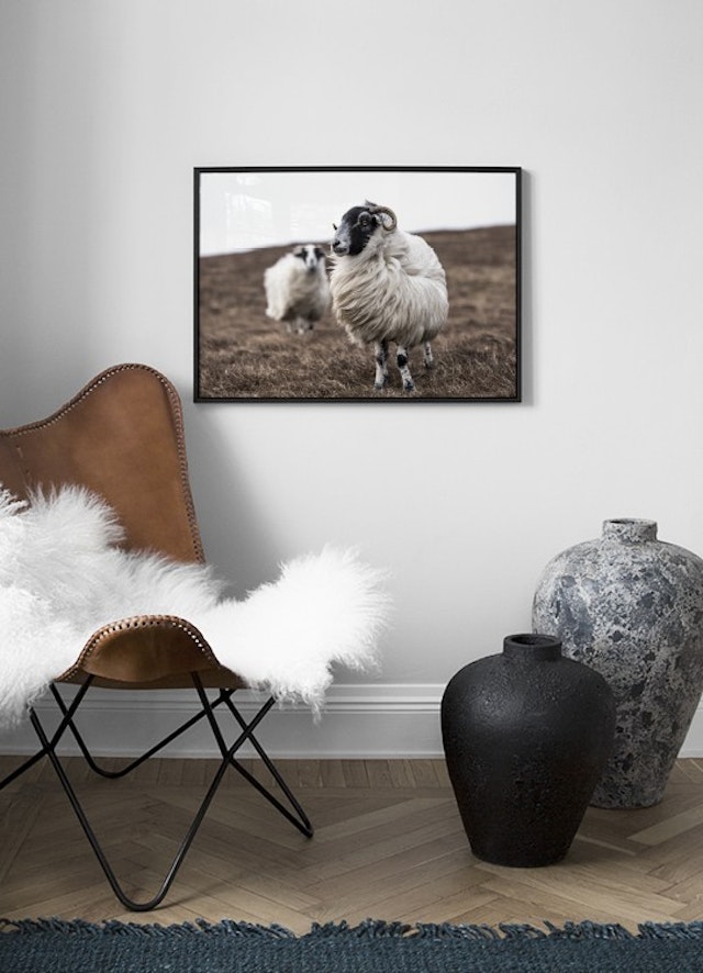 Sheep Poster