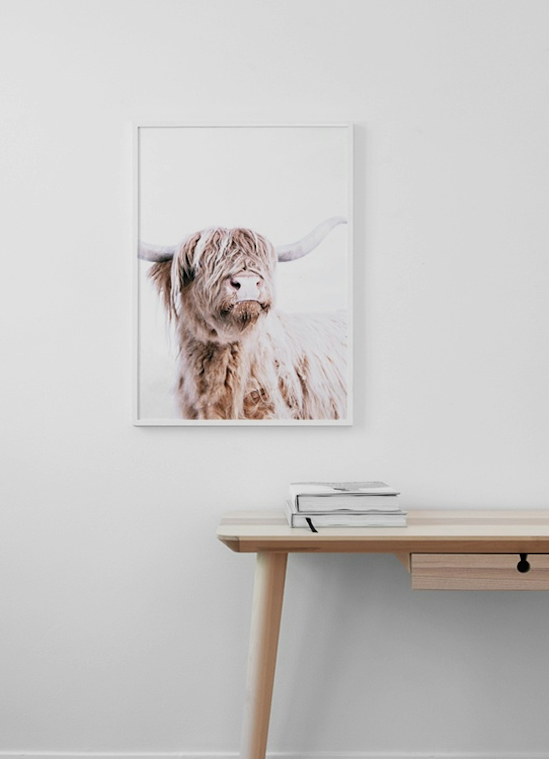 Highland Cattle Portrait Poster