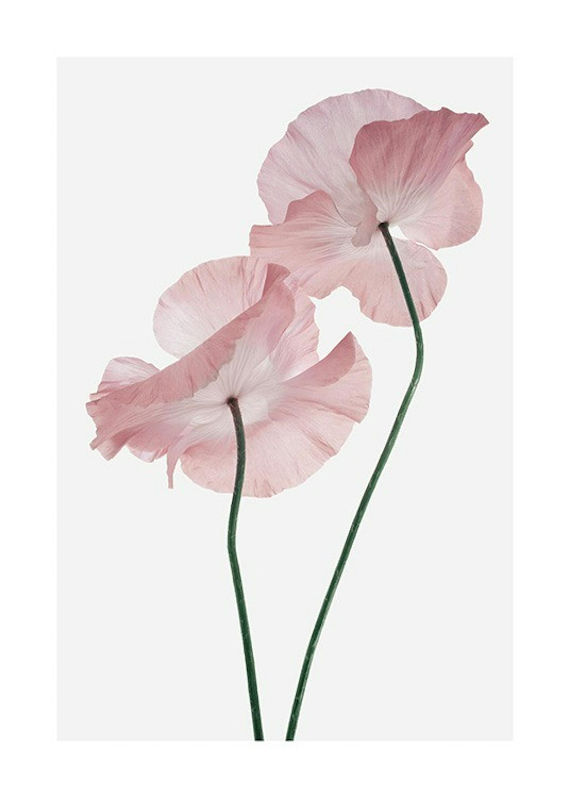 Pink Poppies Poster - Poppy flowers - desenio.com
