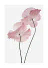 Pink Poppies Poster - Poppy flowers - desenio.com