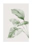 Painted Leaf No2 Poster - Green leaves - desenio.com