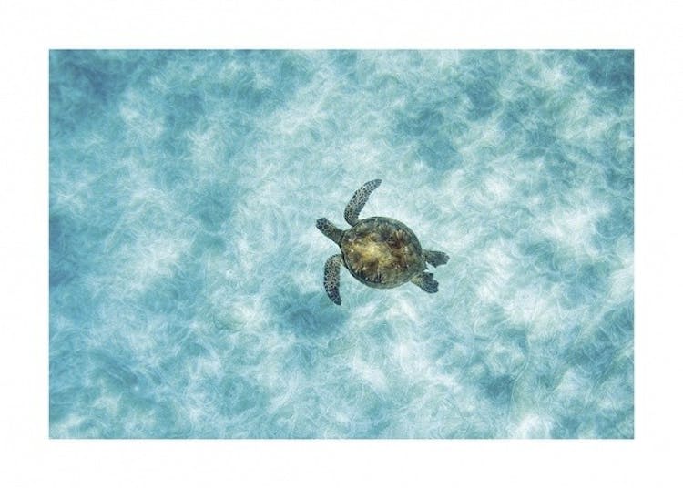 Green Sea Turtle Poster - Sea turtle - desenio.com