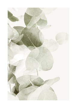 Eucalyptus Shades No1 Poster - Gröna eukalyptusblad - desenio.se