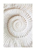 Ammonite Fossil Poster - Wit fossiel - desenio.nl