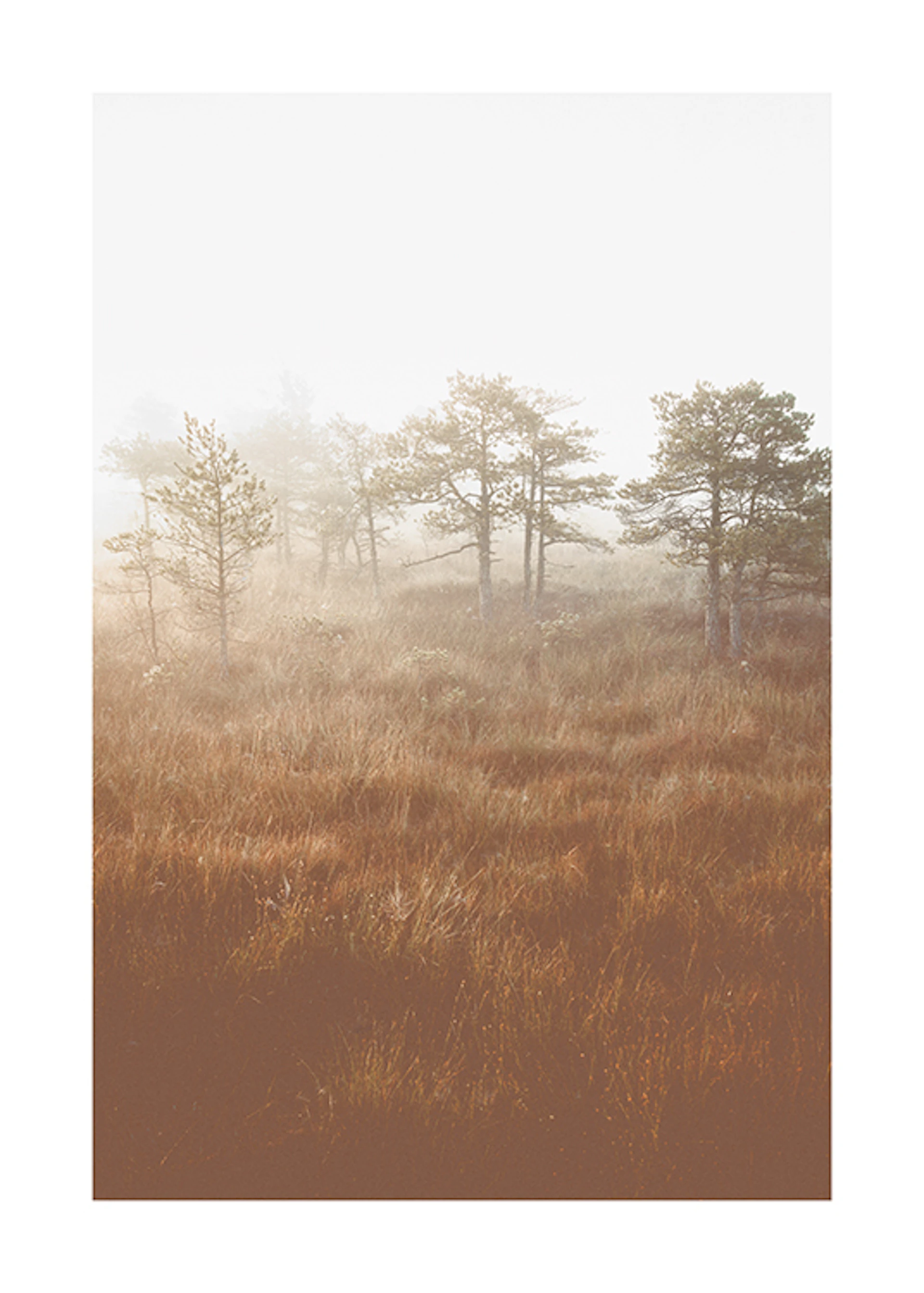 Forest posters