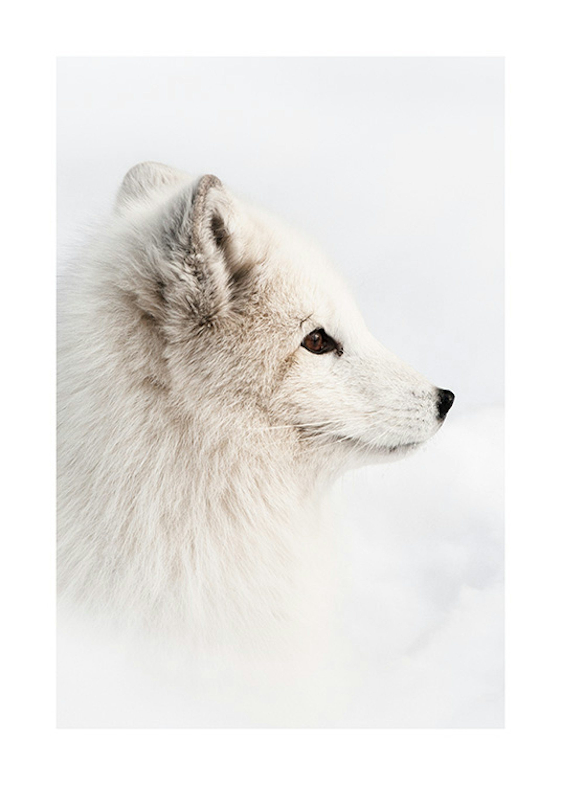 Arctic Fox Plakat - Hvid ræv - desenio.dk