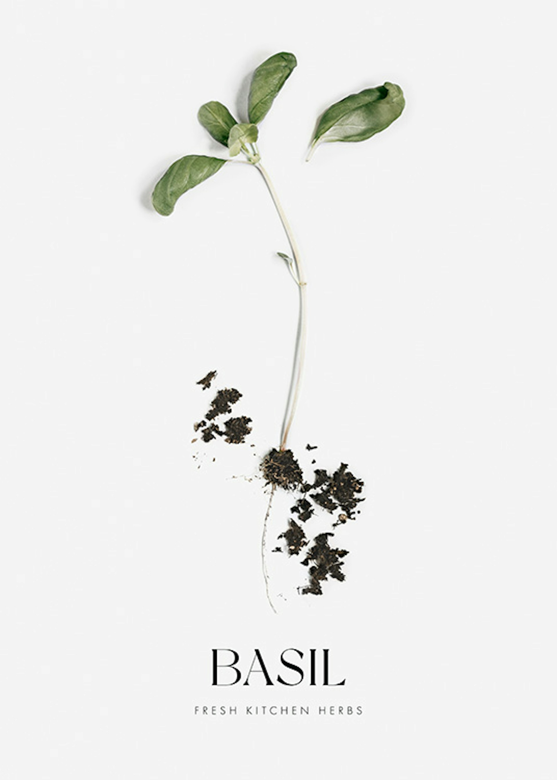 Basil Poster - Basil photography on grey - desenio.co.uk