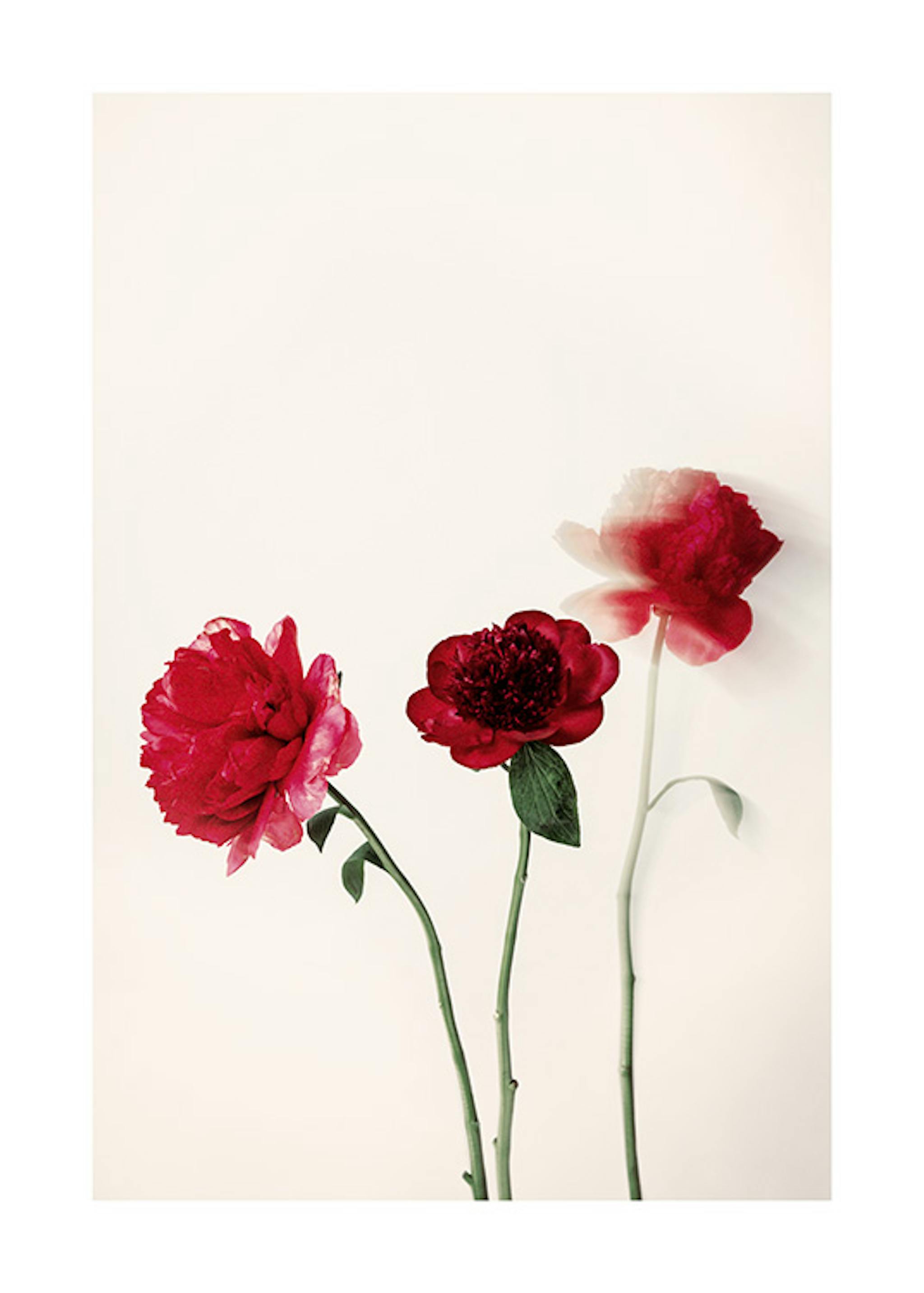 Red Flowers Affiche