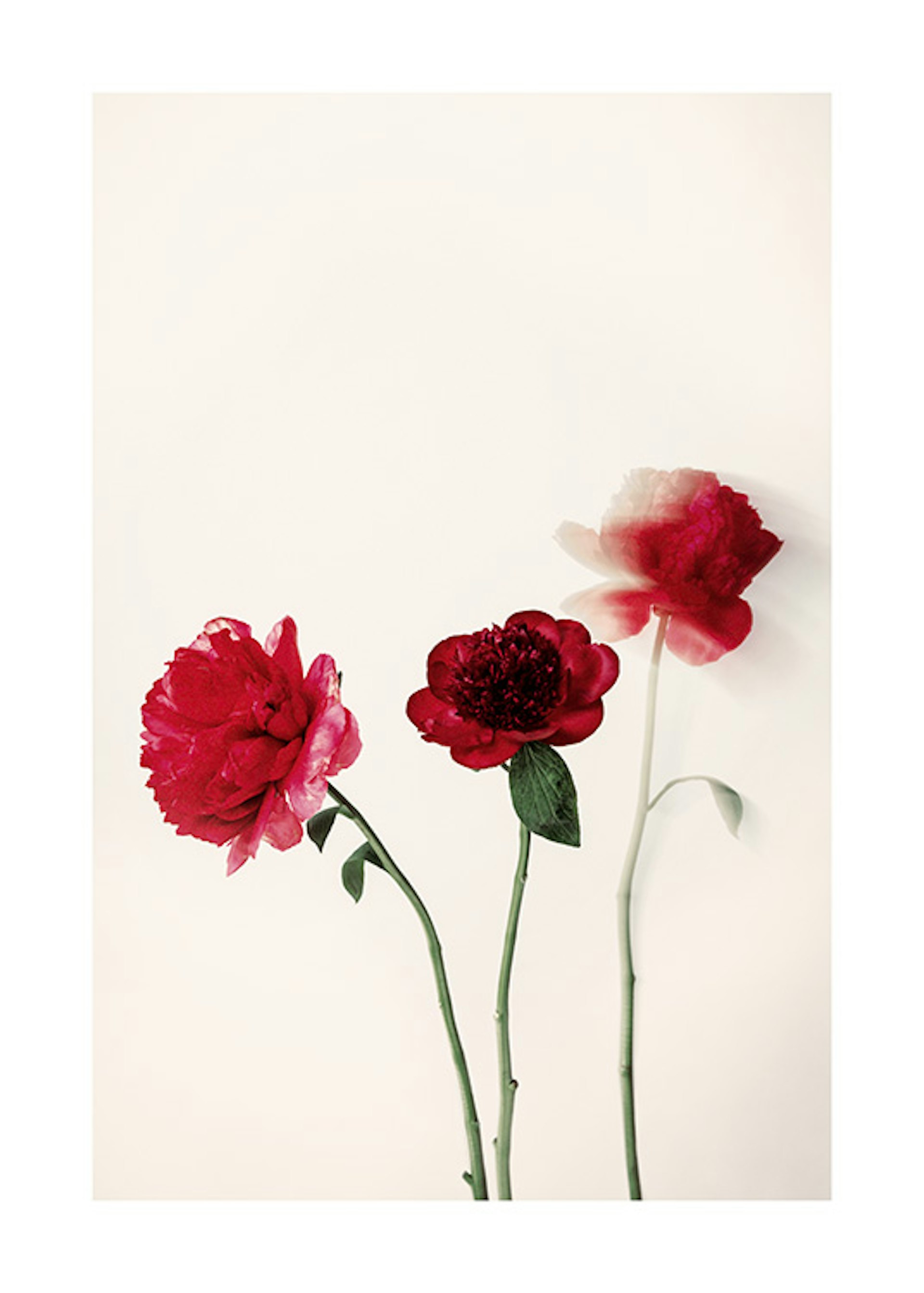 Art of Roses Poster - Rosas grandes - desenio.es