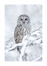 Barred Owl Poster
