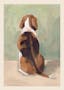 Beagle Print