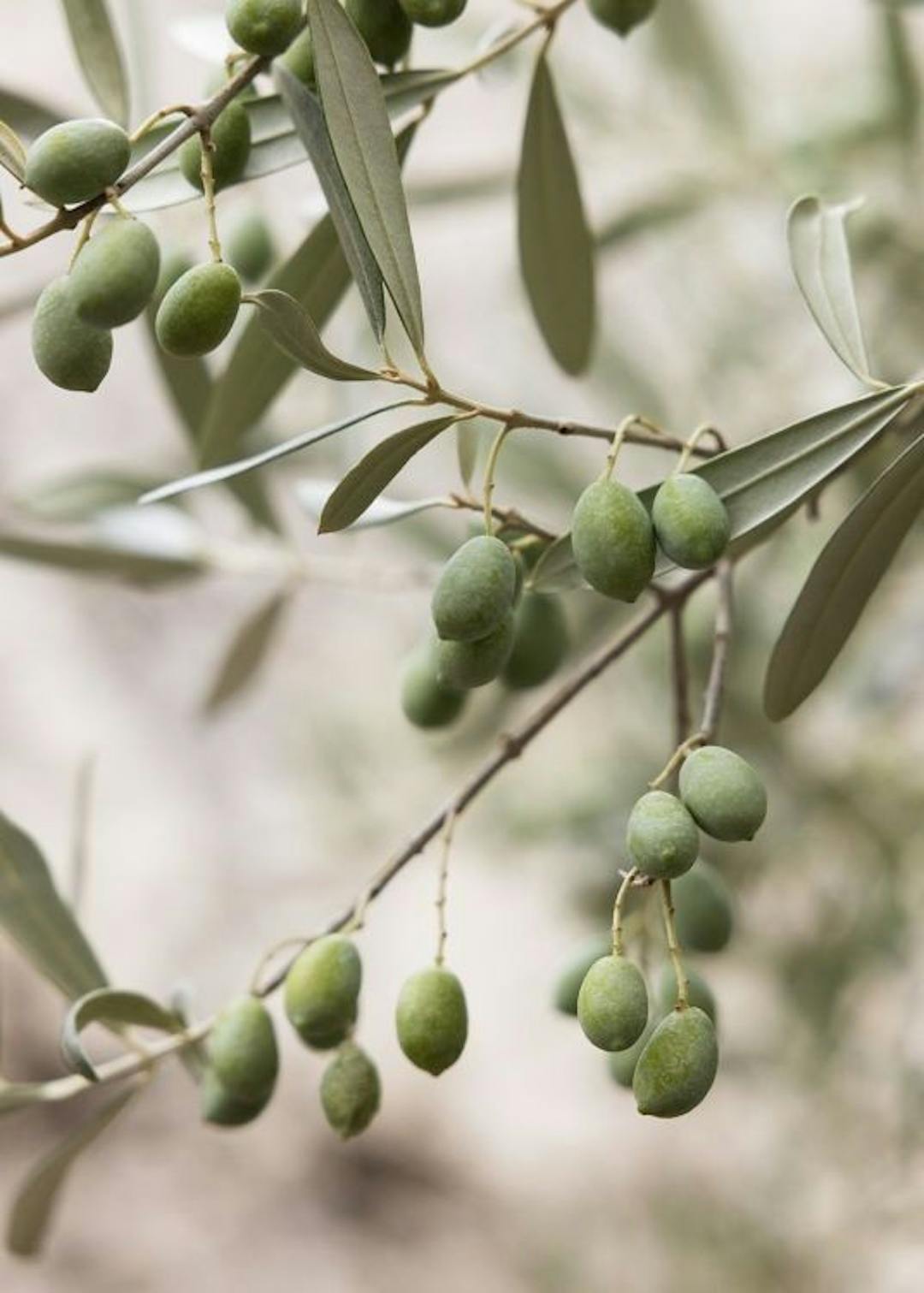 Olive Branches Print