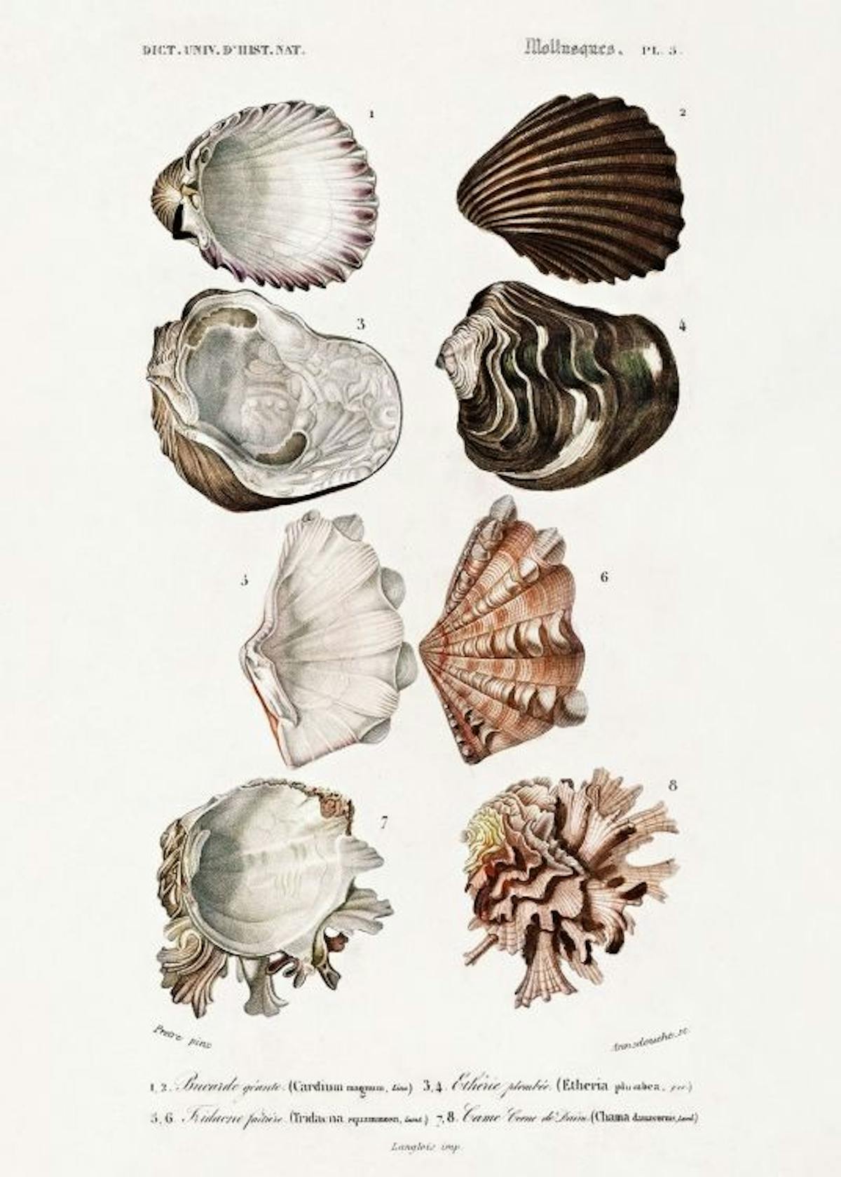 Vintage Shells Poster