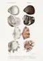 Vintage Shells Print