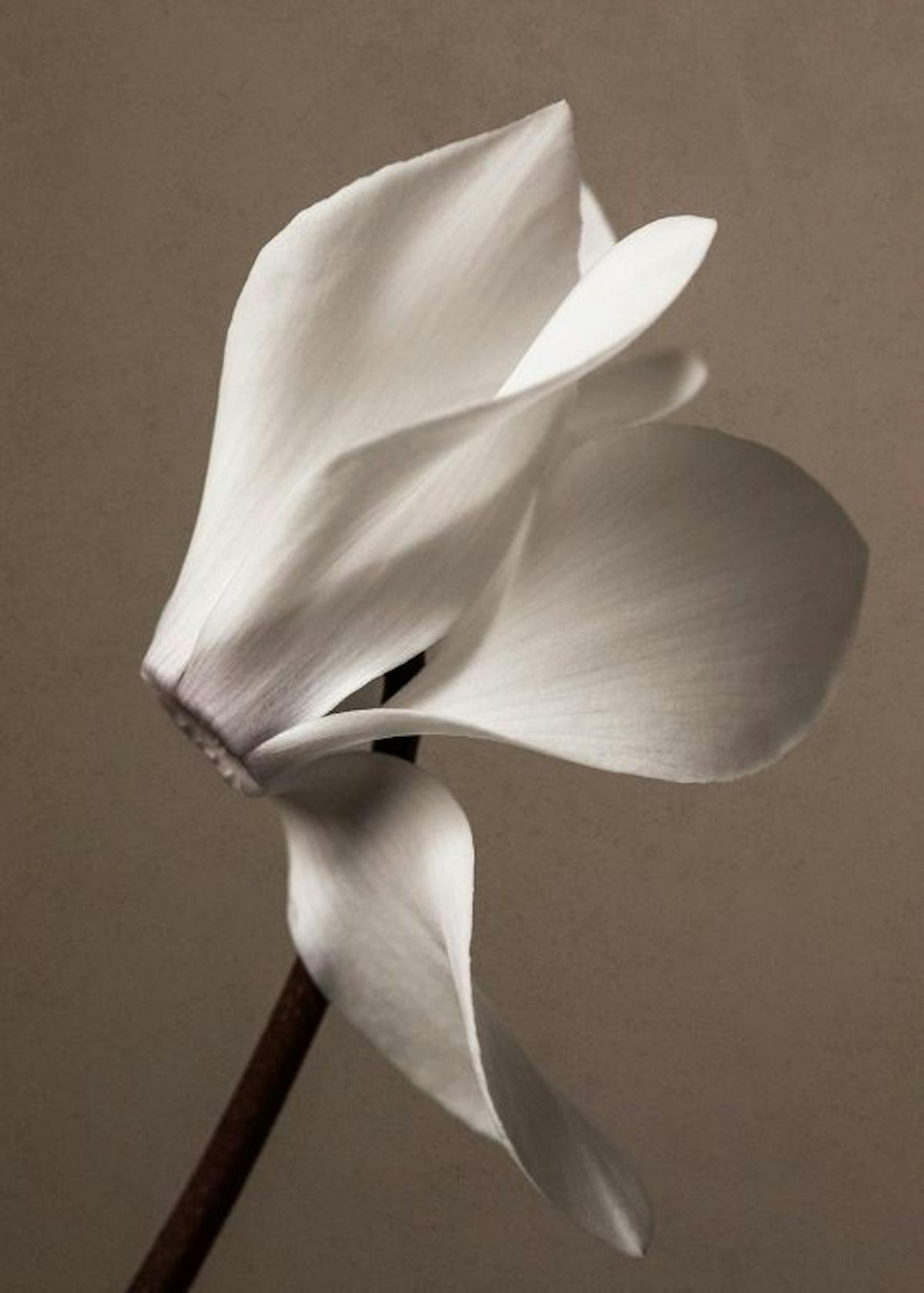 Wall art with Scandinavian design - Art pictures from Desenio.com