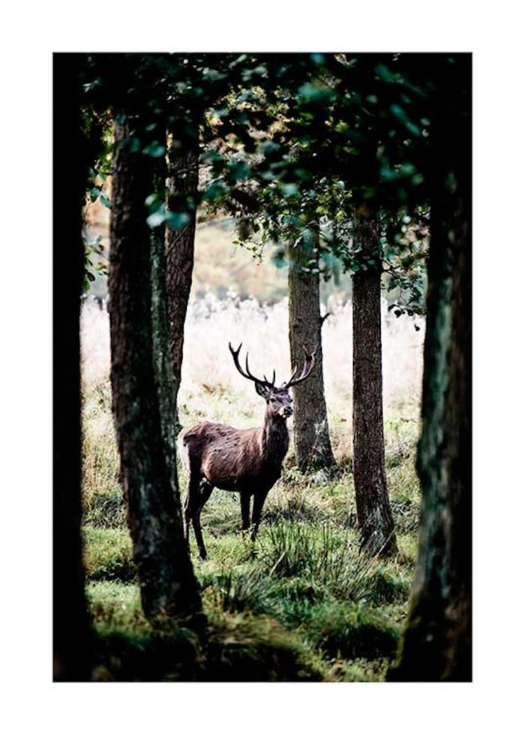 Forest posters