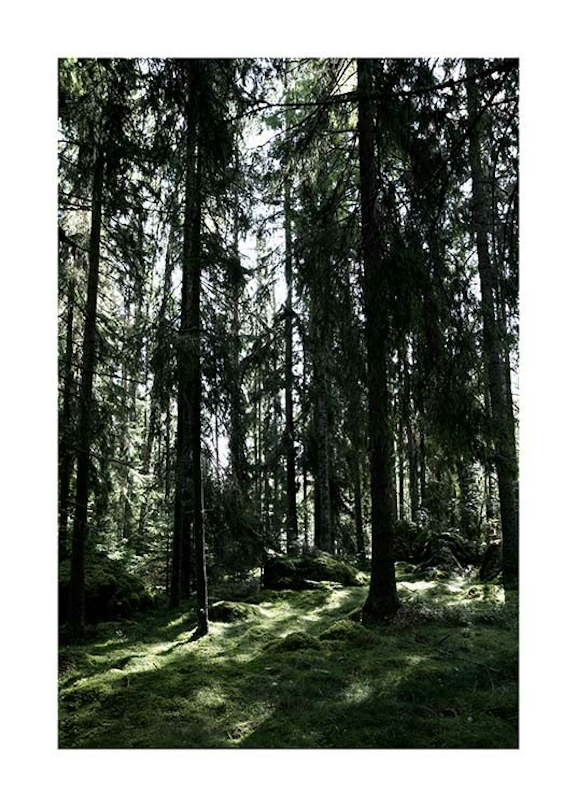 Forest posters