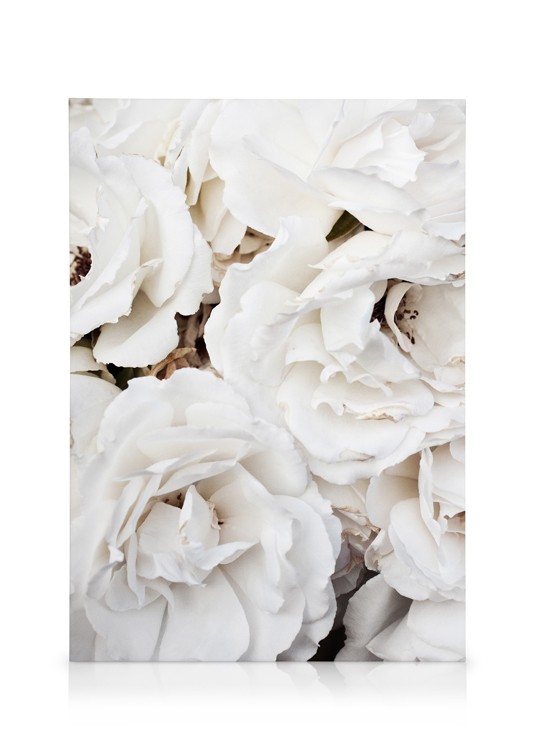 White Roses Stampa su tela - Rose romantiche - desenio.it