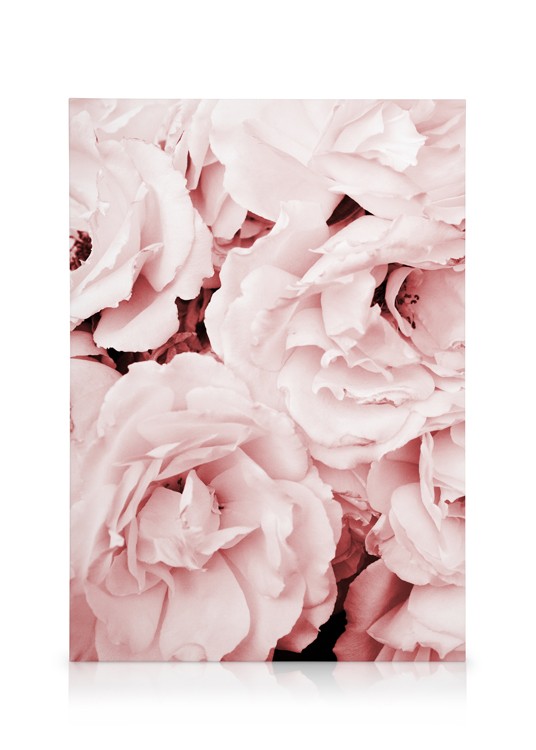 Close Up Pink Roses Tableau sur toile