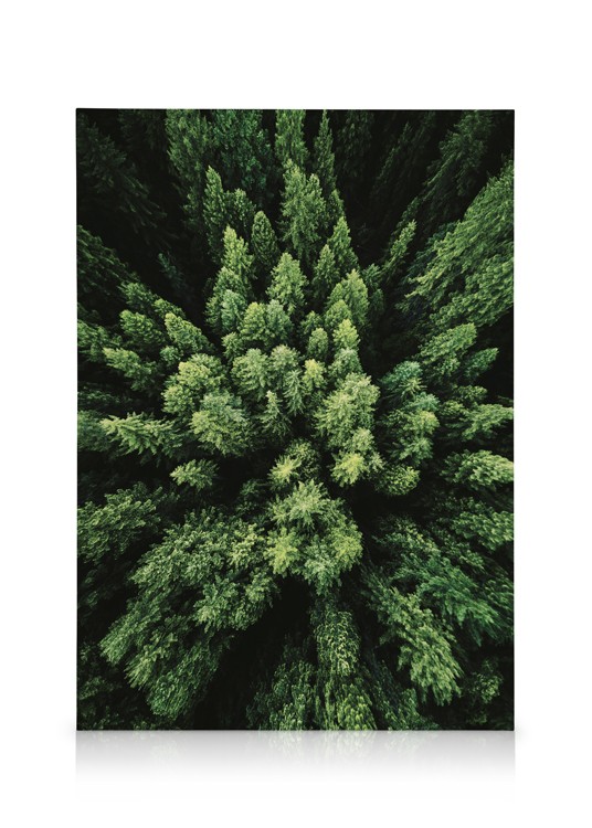 Aerial Forest Canvas print