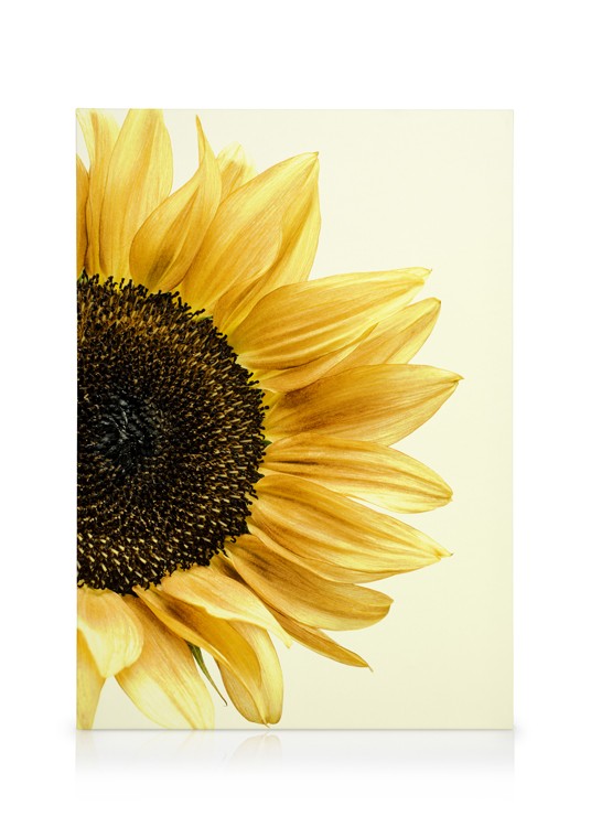 Sunflower Canvas print