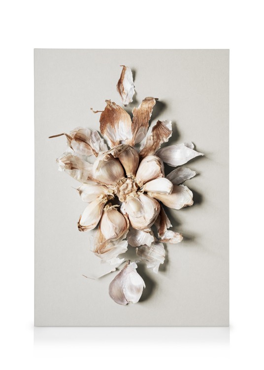 Flower of Garlic Tableau sur toile - Fleur formée par une gousse d'ail ...