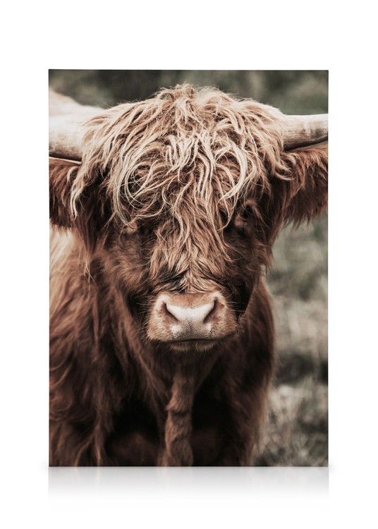 Cow Close Up Affiche - Vache écossaise - Desenio.ca