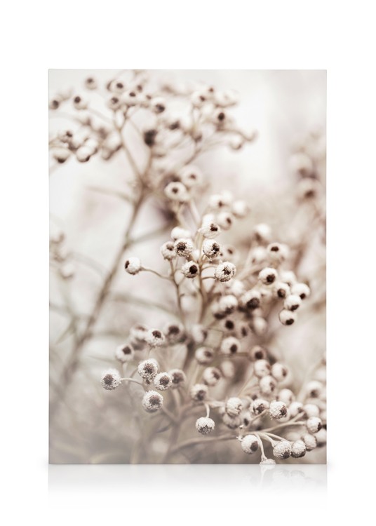 Beige Botanical Bokeh No2 Tableau sur toile - Fleurs blanches - Desenio.fr