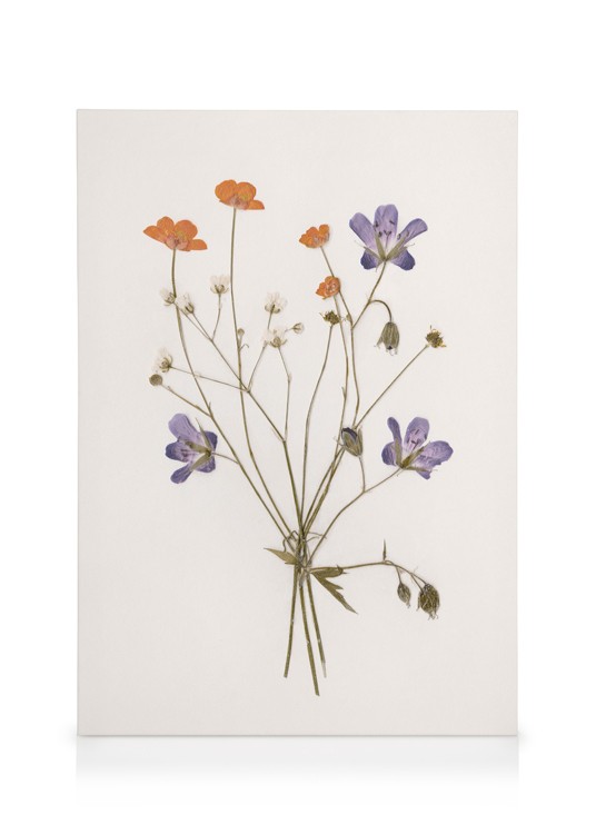 Pressed Flowers No1 Tableau sur toile - Petites fleurs pressées ...