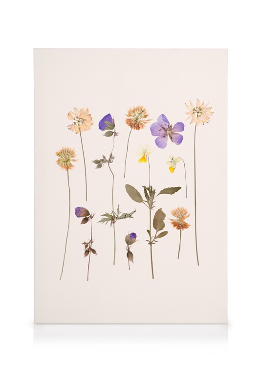 Pressed Flowers No2 Lærred - Pressede vilde blomster - desenio.dk