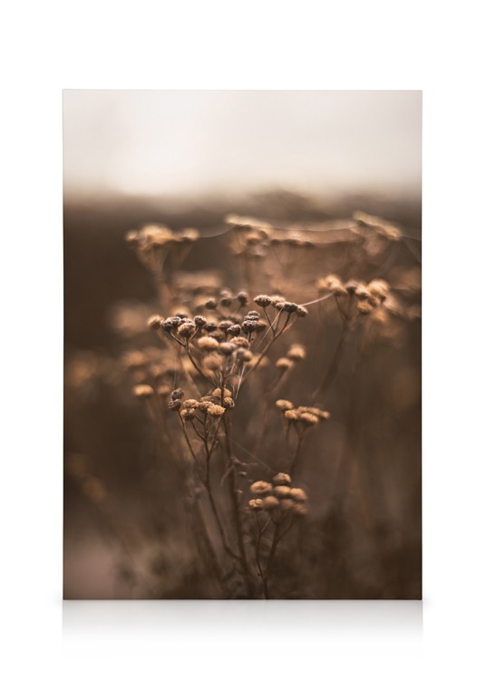 Brown Botanical No1 Tableau sur toile - Fleurs séchées brunes - desenio.fr