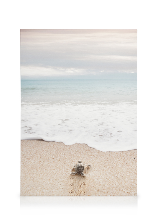 Turtle on the Beach Toile