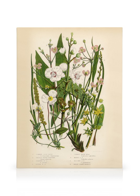 Vintage Flowers One Tableau sur toile - Fleurs sauvages - Desenio.fr