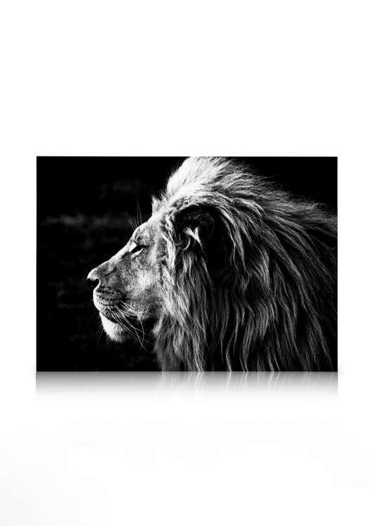 Lion B&W Lærred