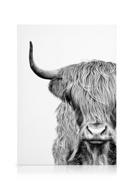 Highland Cow Close Up Tableau sur toile - Gros plan d’une vache ...