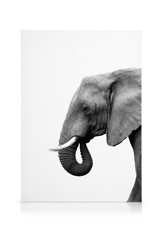 Elephant From Side Tableau sur toile