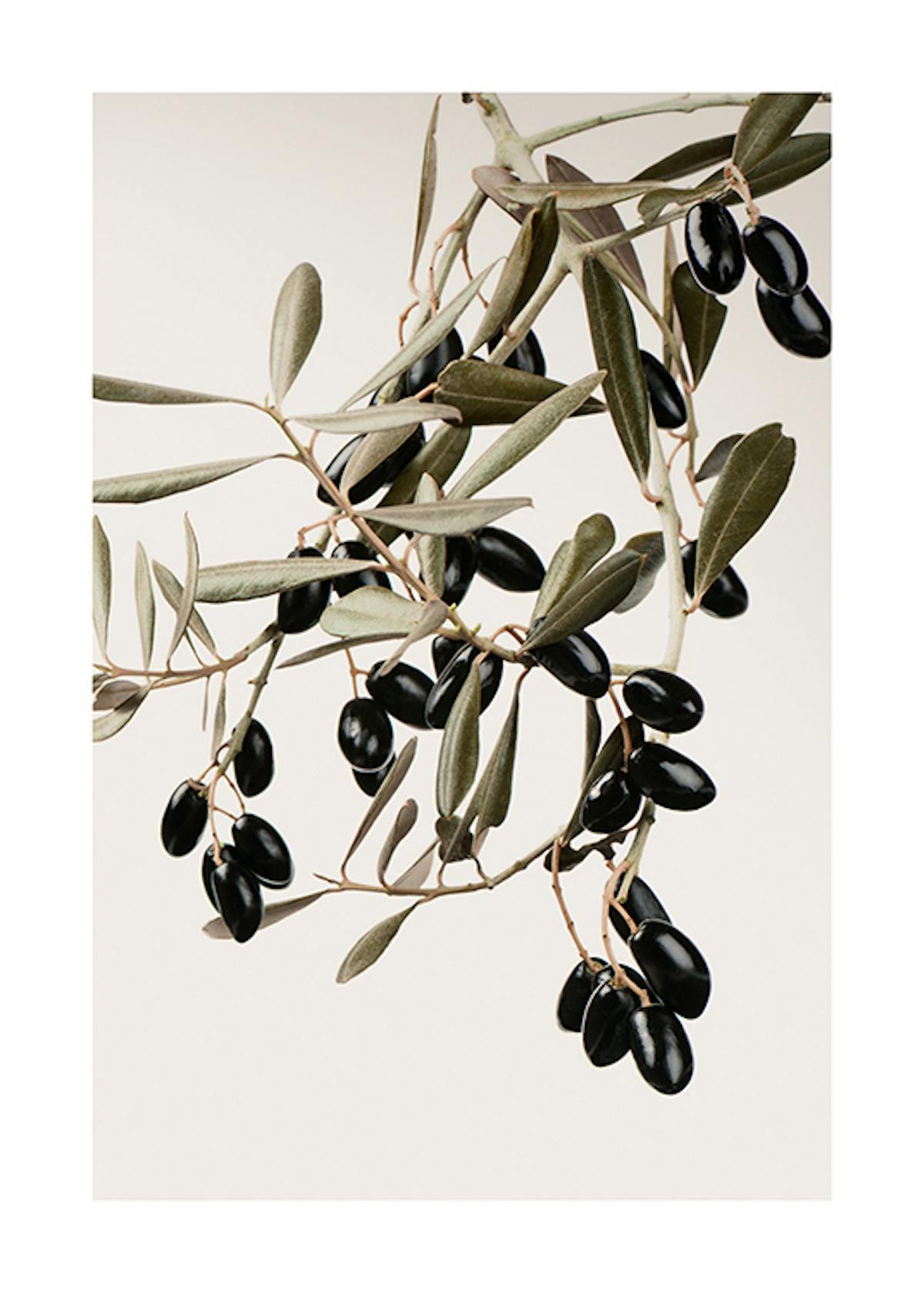 Olive Branch Print